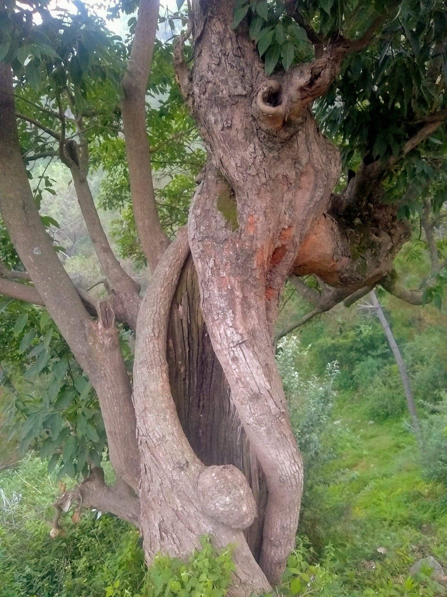 Kasauli | Nature | Walks | Forest | Trails | Tours | Guide | Vanita